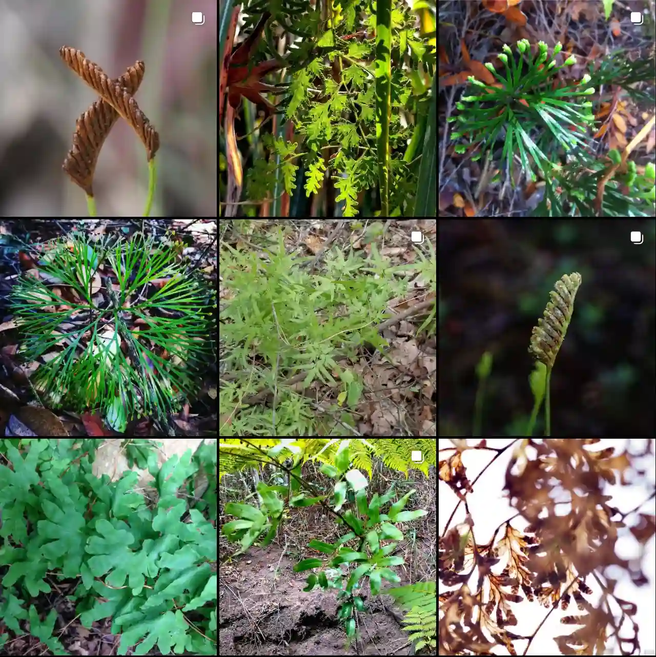 Plant Family: 3 Genera in Schizaeaceae