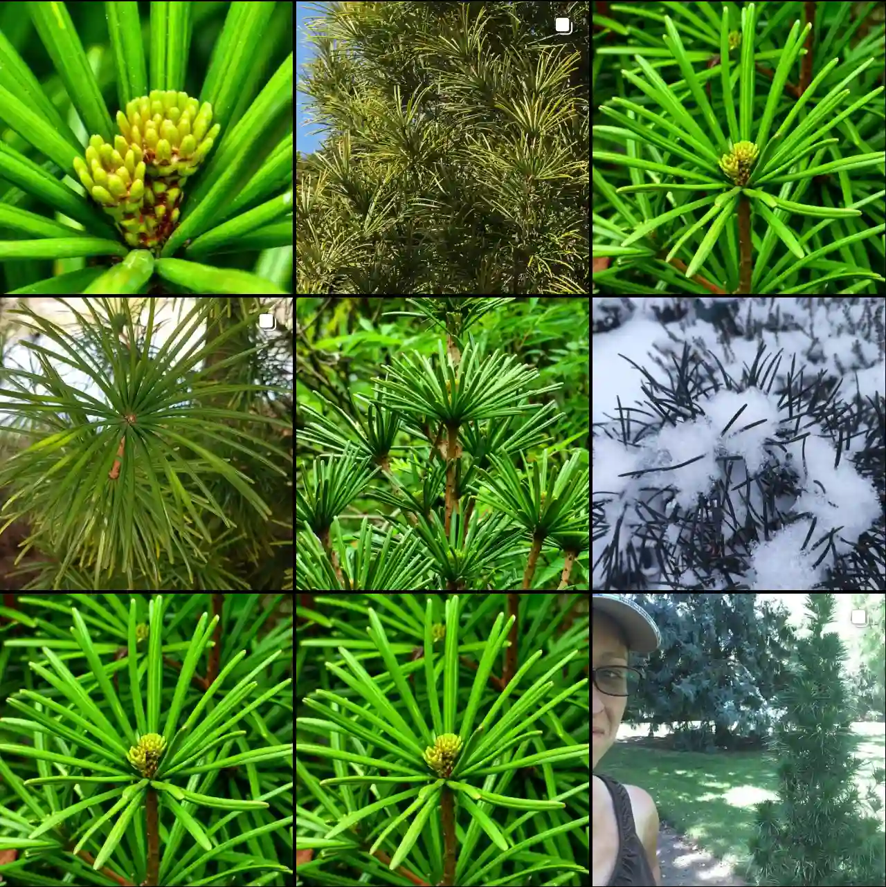 Plant Family: Sciadopityaceae - Sciadopitys Verticillata in Genus ...