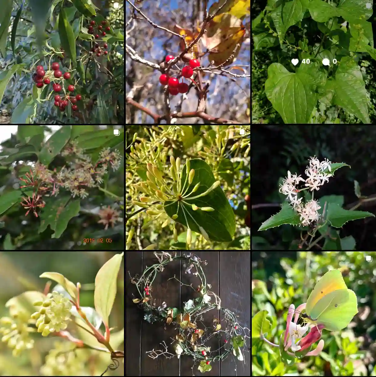 Plant Family: Smilacaceae - 264 Species in Genus Smilax - Greenbrier