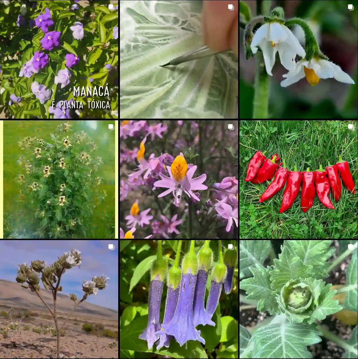 Plant Family: 102 Genera in Solanaceae