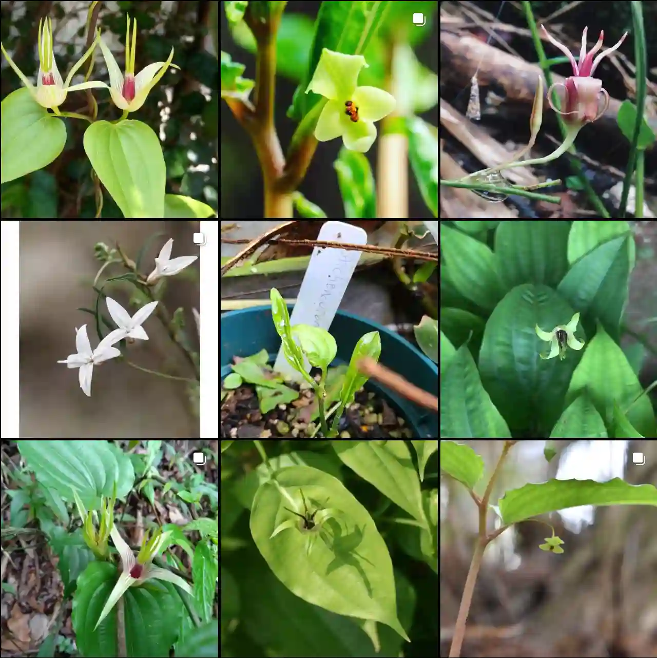 Plant Family: 4 Genera in Stemonaceae