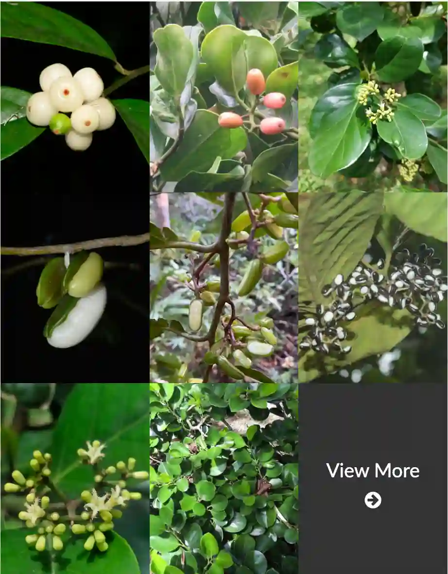 Plant Family: 12 Genera in Stemonuraceae