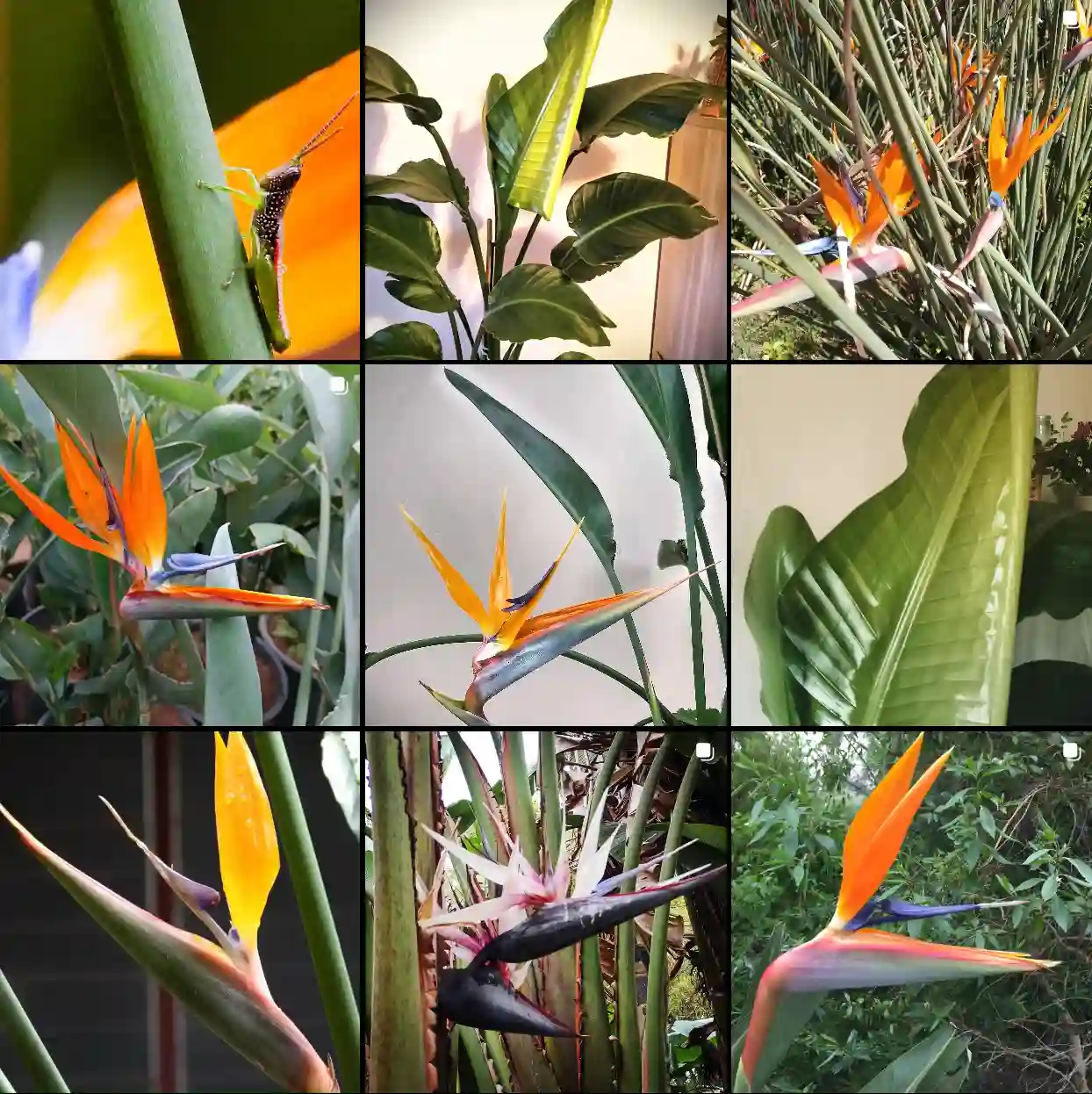 Plant Family: 3 Genera in Strelitziaceae