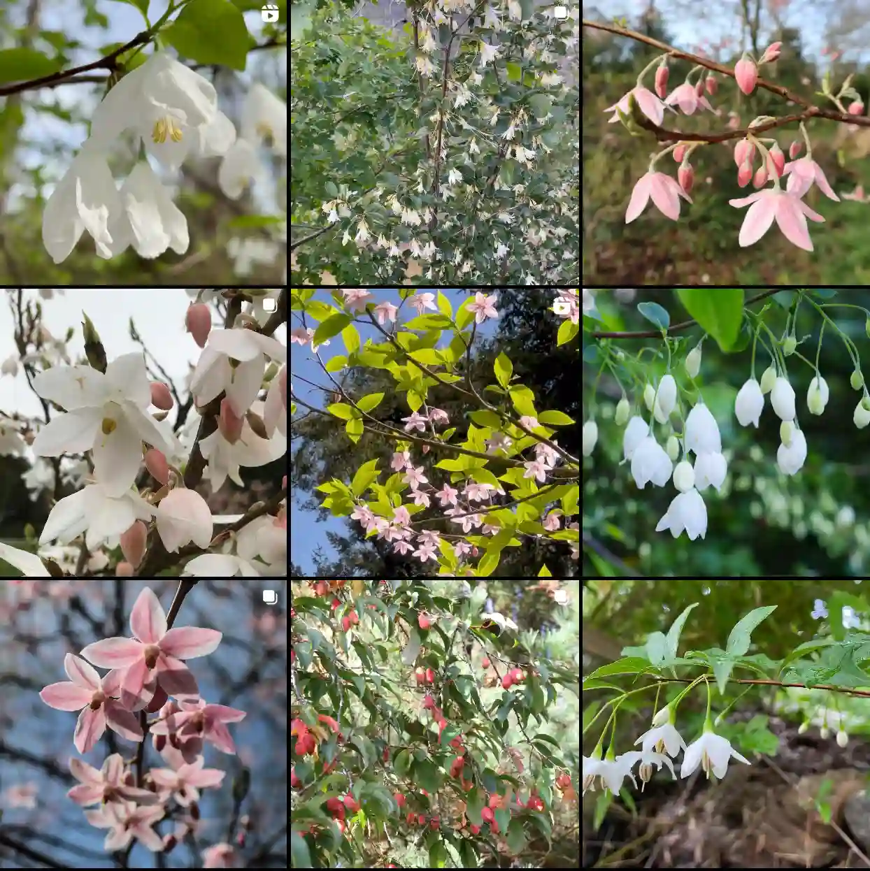 Plant Family: 12 Genera in Styracaceae