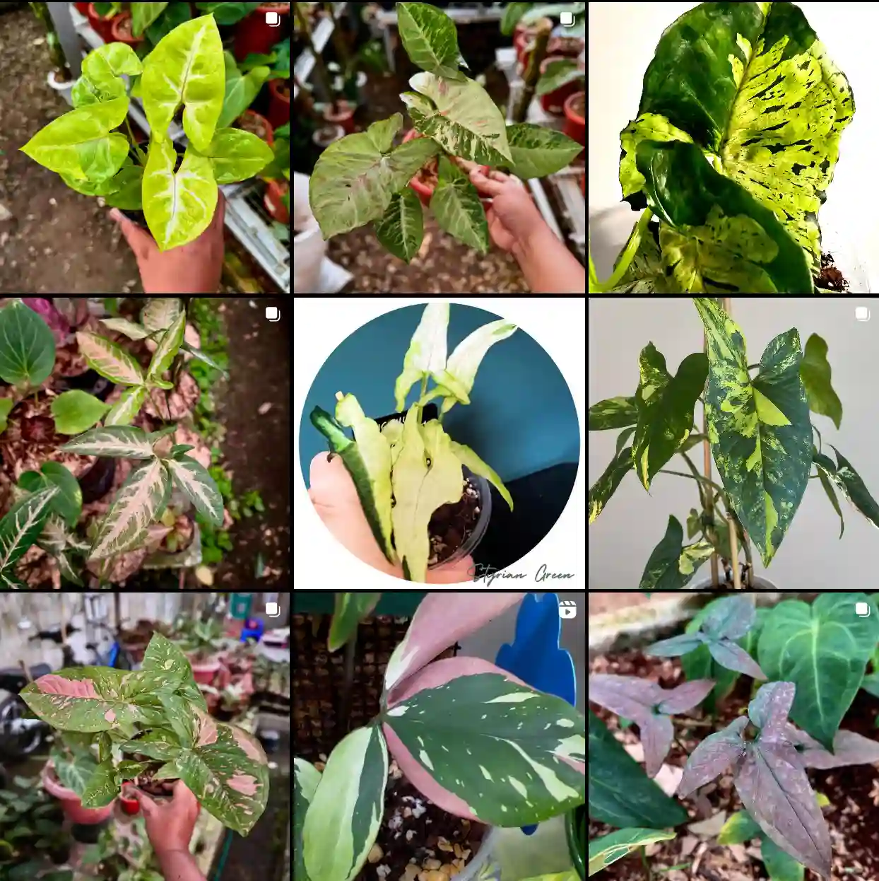 Most Popular Syngonium Varieties and Where To Buy Them