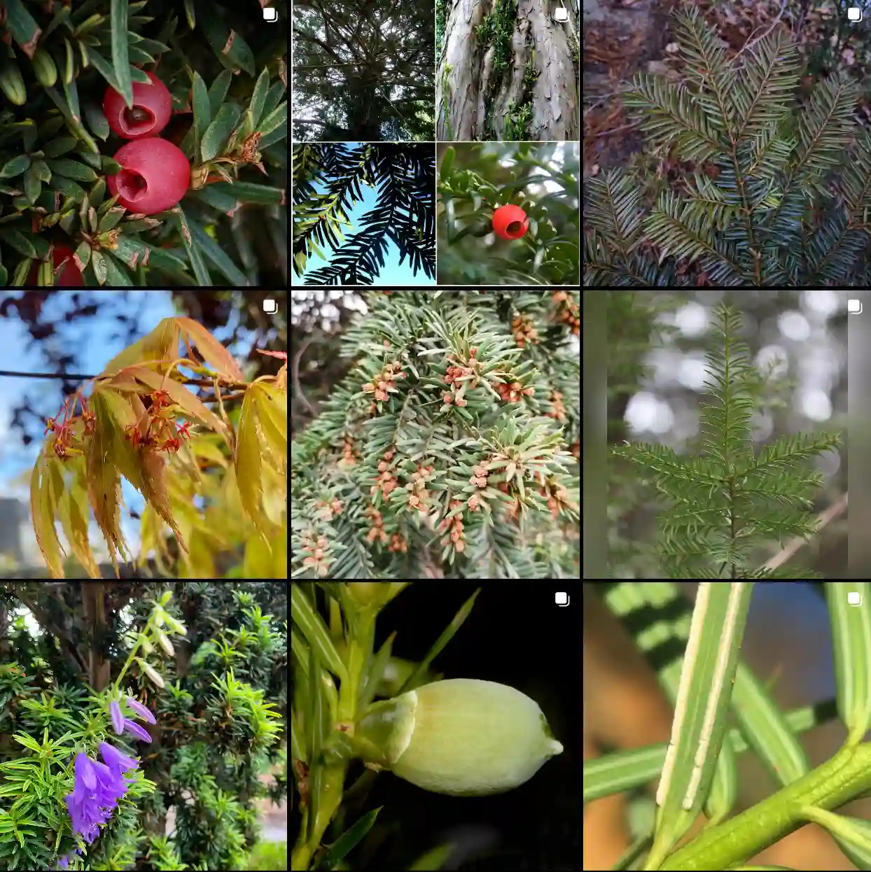 Plant Family: 5 Genera in Taxaceae - Yew Family