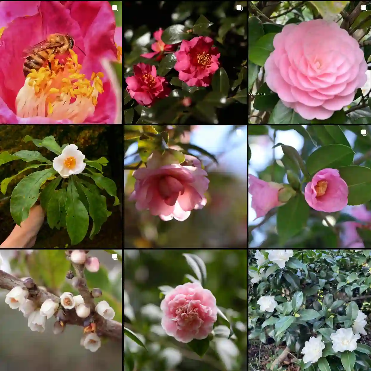 Plant Family: 8 Genera in Theaceae