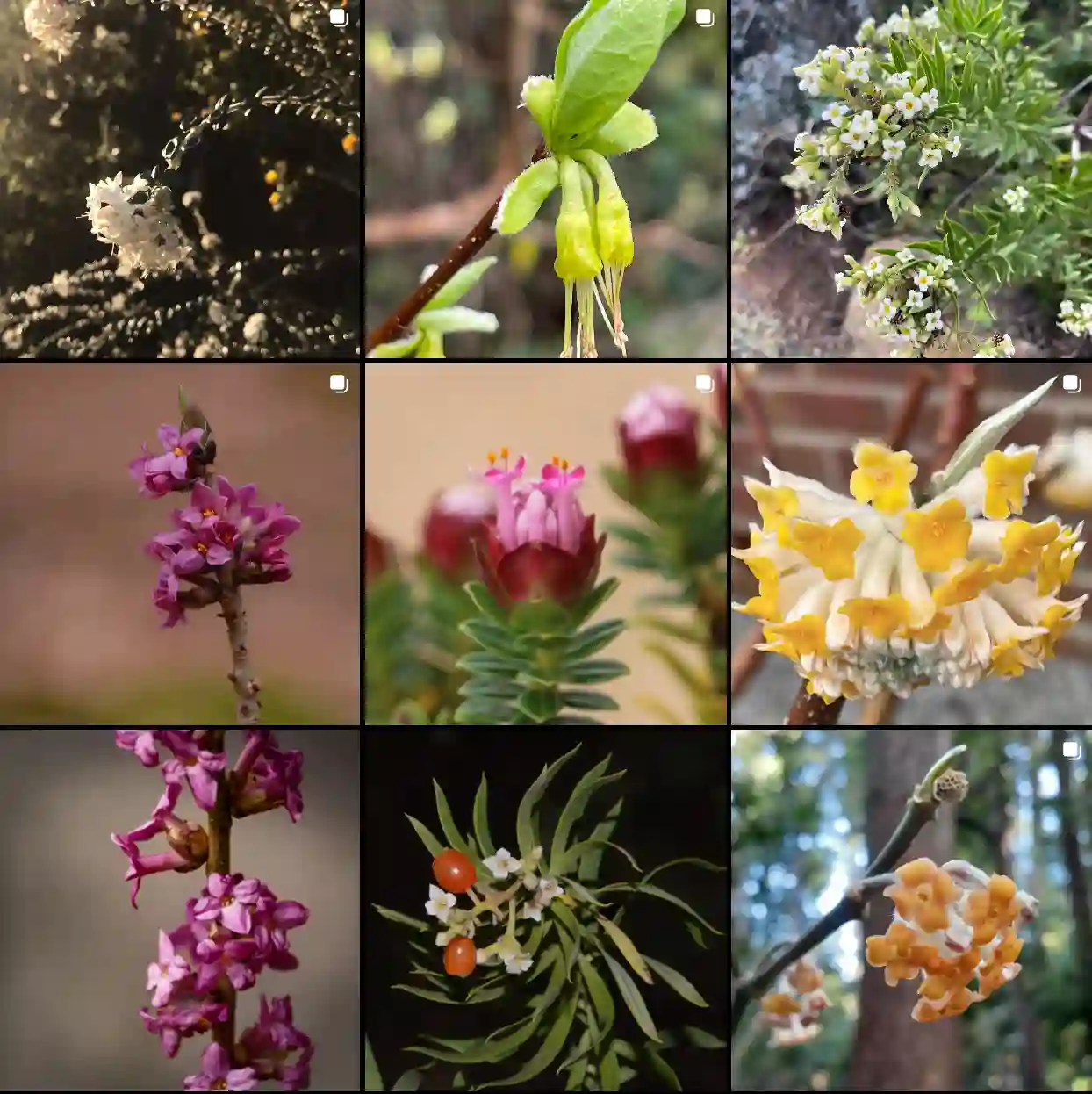 Plant Family: 52 Genera in Thymelaeaceae