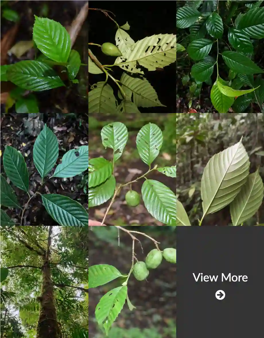 Plant Family: Ticodendraceae - Ticodendron Incognitum in Genus Ticodendron