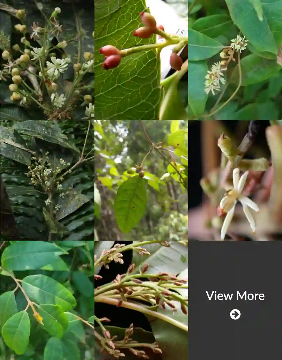 Plant Family: Trimeniaceae - Genus Trimenia