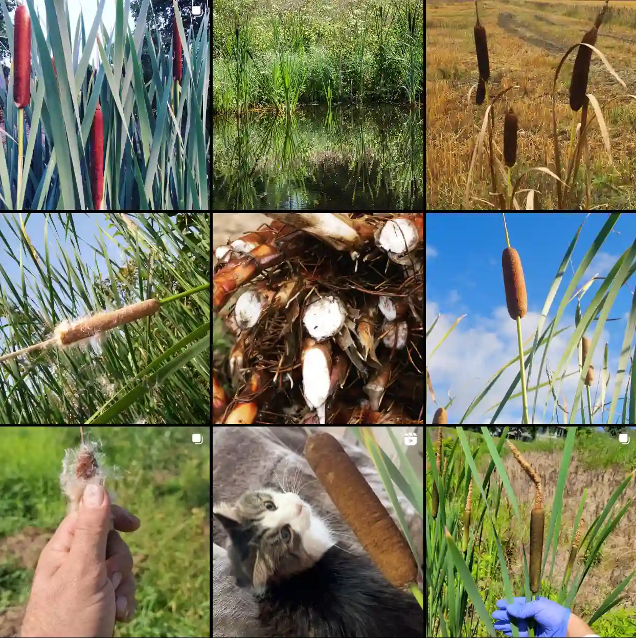 Plant Family: 2 Genera in Typhaceae - Cattail Family