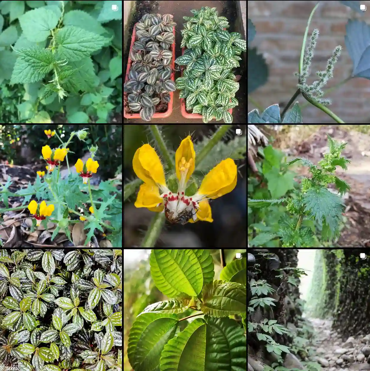 Plant Family: 59 Genera in Urticaceae - Nettle Family