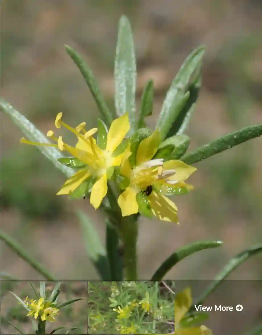 Plant Family: Vahliaceae - Genus Vahlia