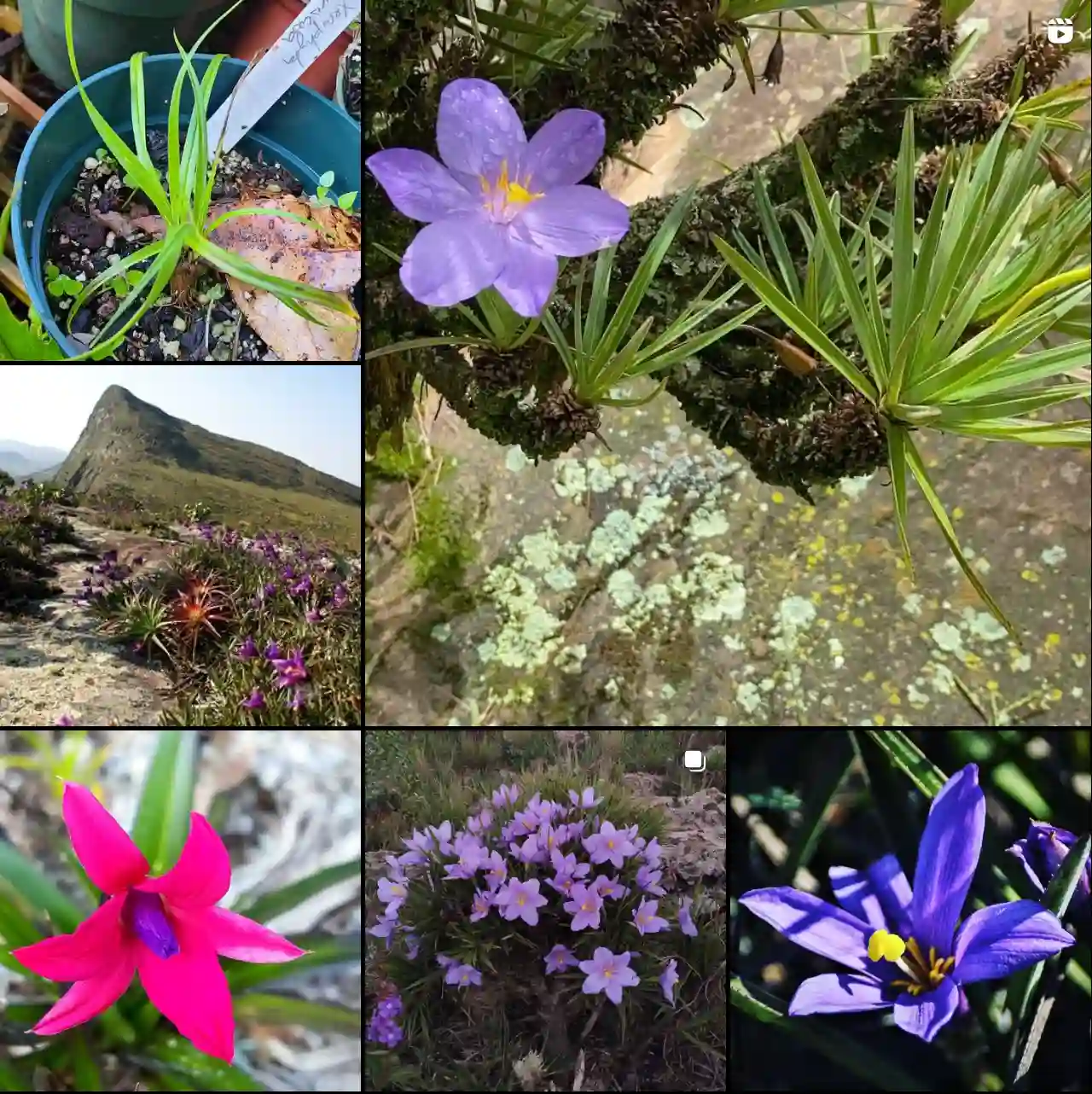 Plant Family: 6 Genera in Velloziaceae
