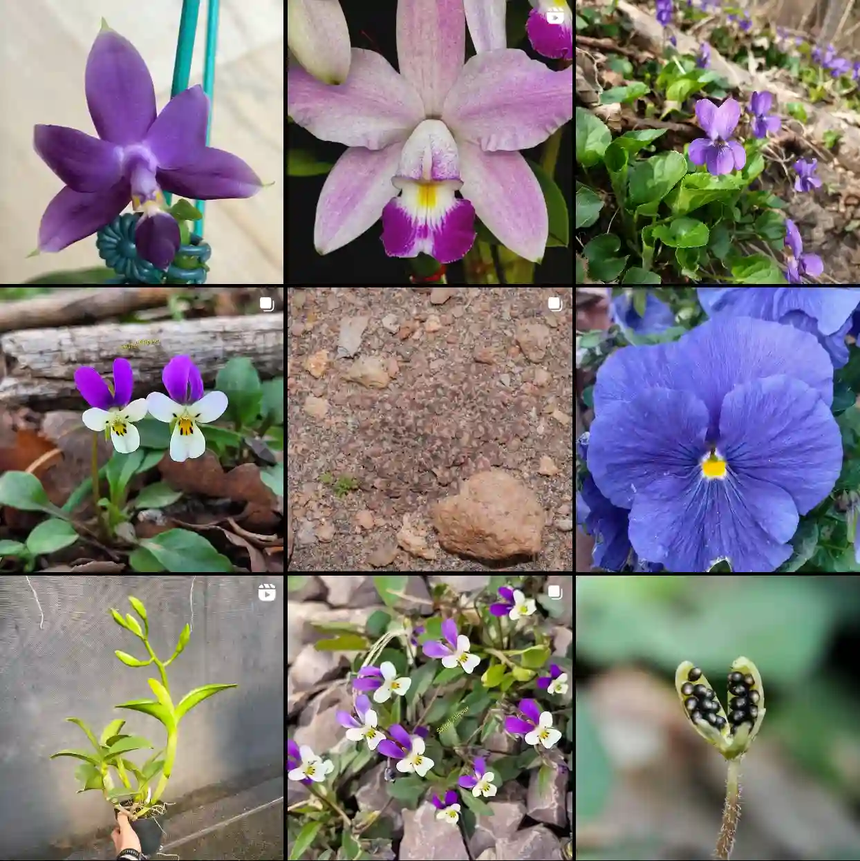 Plant Family: 24 Genera in Violaceae - Violet Family