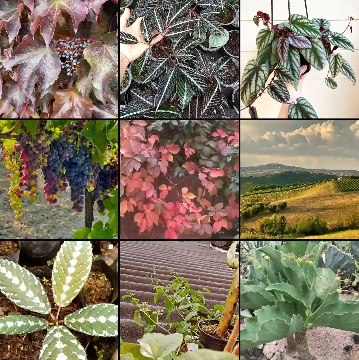 Plant Family: 20 Genera in Vitaceae - Grape Family