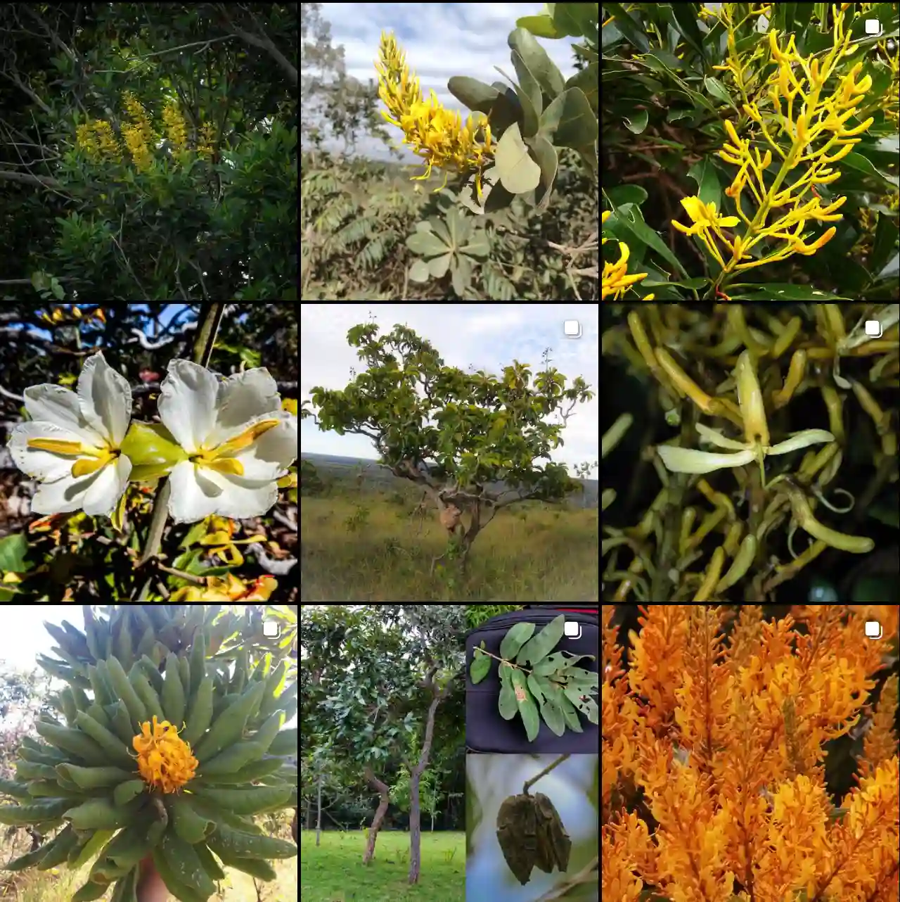 Plant Family: 9 Genera in Vochysiaceae