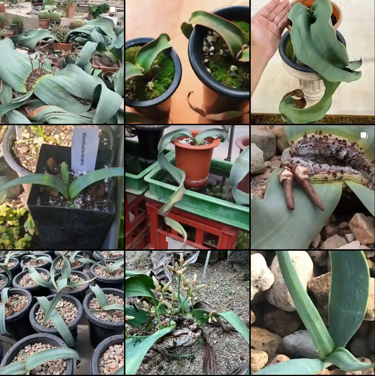 Plant Family: Welwitschiaceae - Welwitschia Mirabilis in Genus Welwitschia