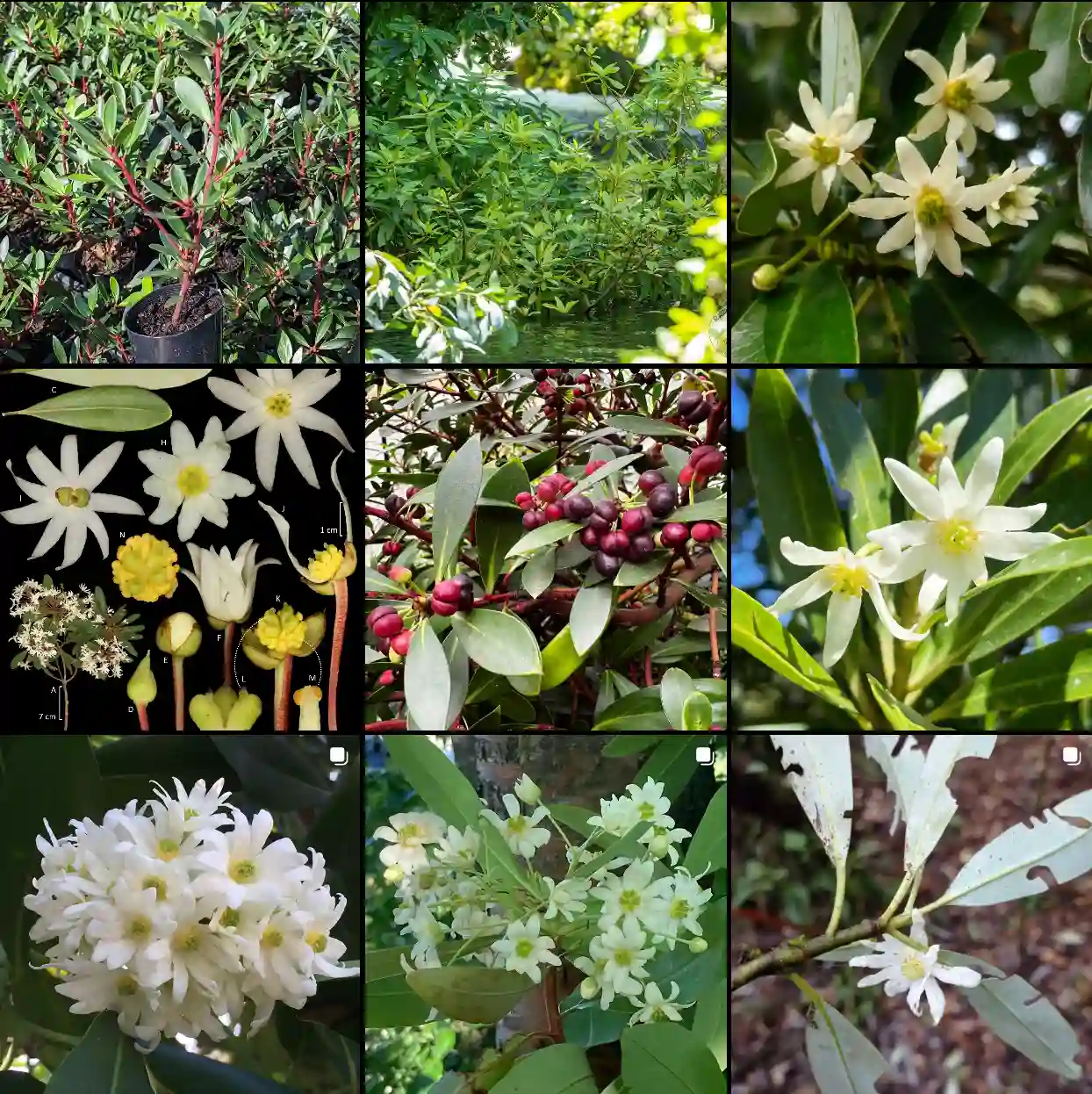 Plant Family: 5 Genera in Winteraceae