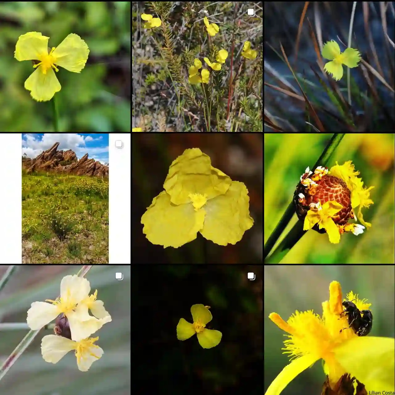 Plant Family: 5 Genera in Xyridaceae