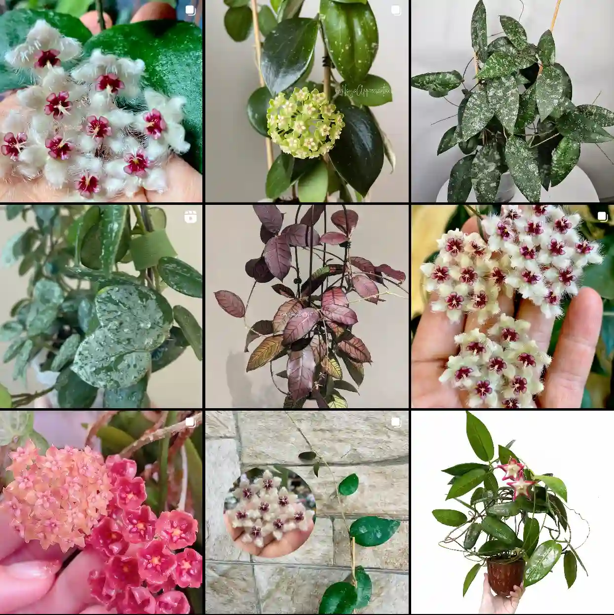 566 Species in Genus Hoya