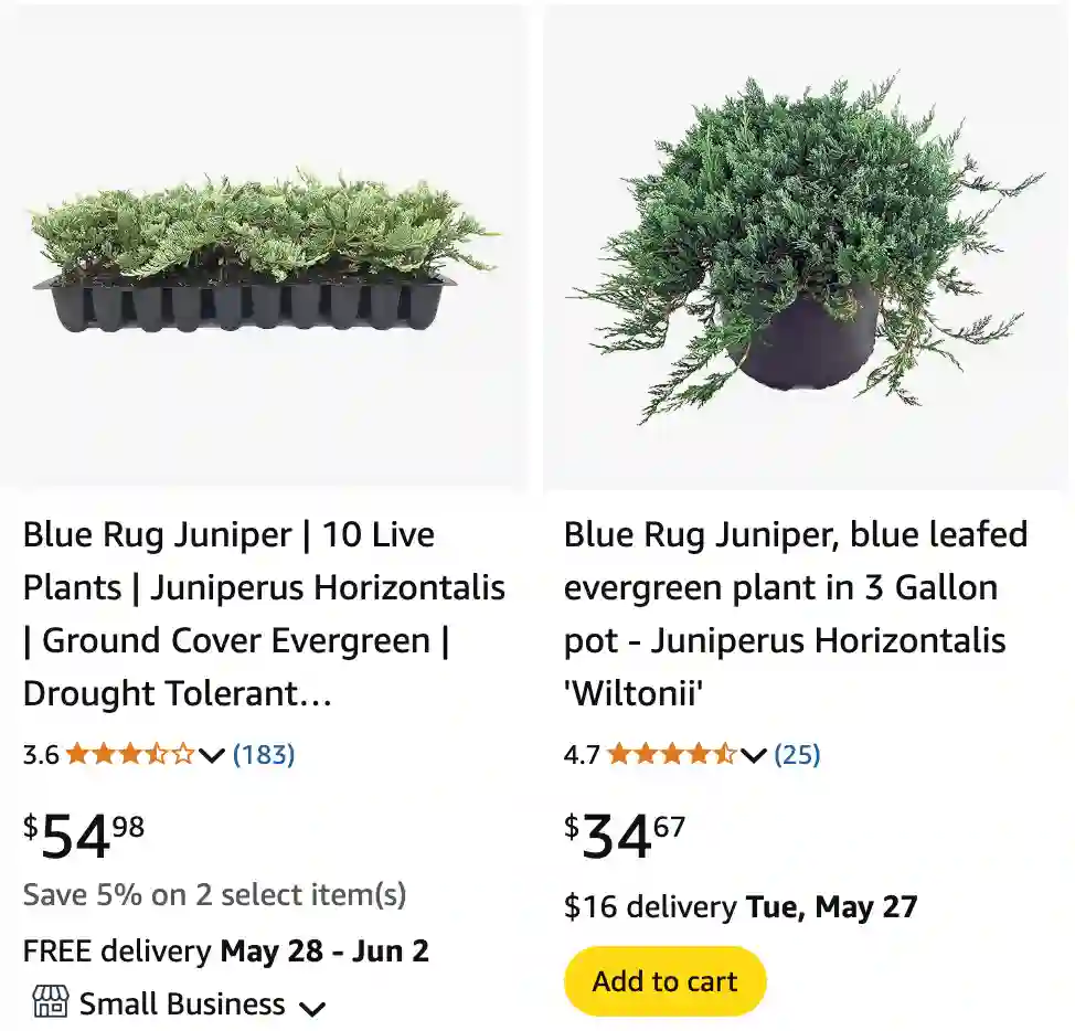 Juniperus Horizontalis - Creeping Juniper