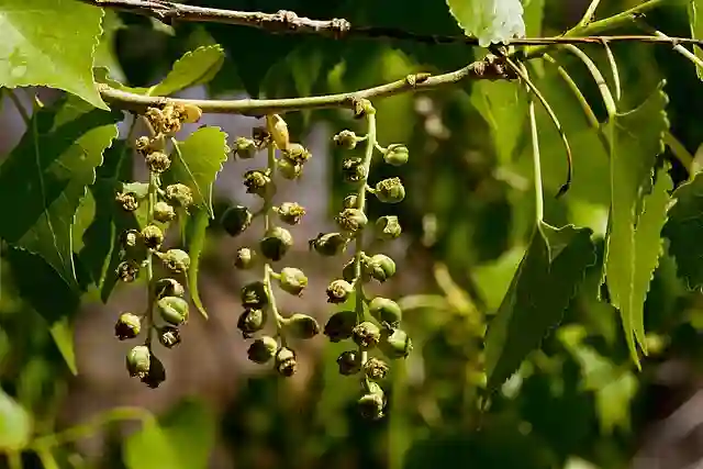 Populus Fremontii - Fremont Cottonwood