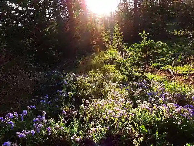 Wildflower Plants For Shade