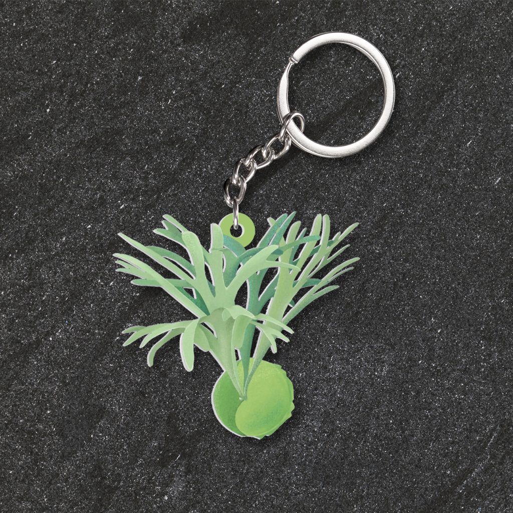 30 Most Popular Staghorn Fern - Platycerium Species